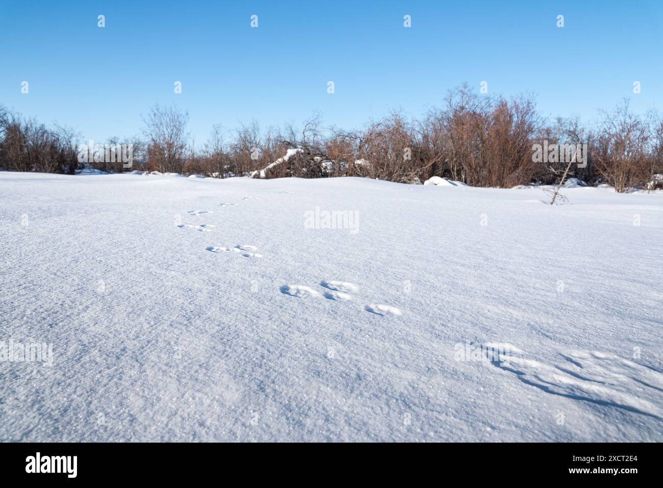 Lynx tracks in snow hi-res stock photography and images - Alamy