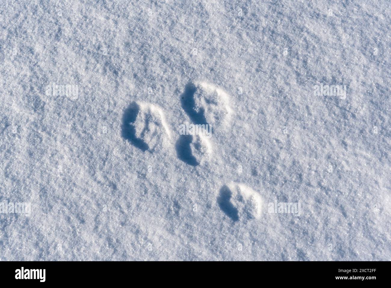 Snow covered landscape in northern Canada with animal paw prints of a ...