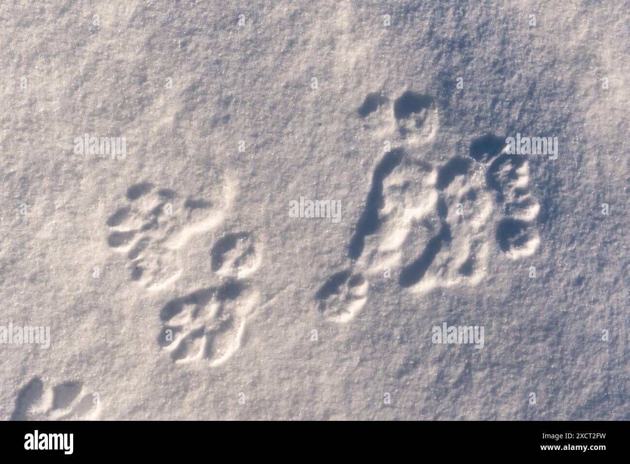 Snow covered landscape in northern Canada with animal paw prints of a ...