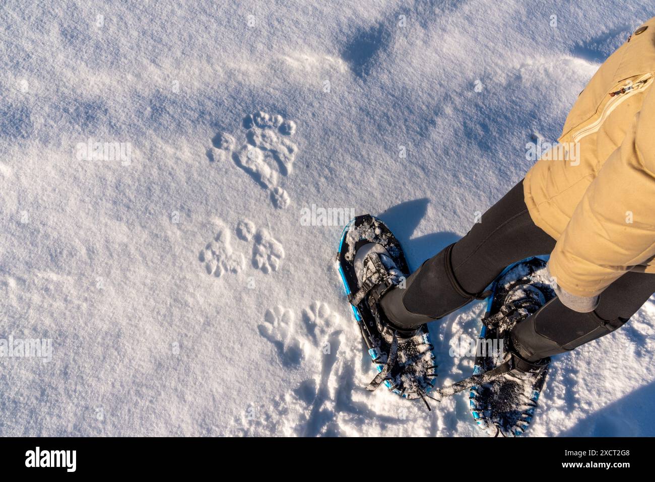 Lynx tracks in snow hi-res stock photography and images - Alamy