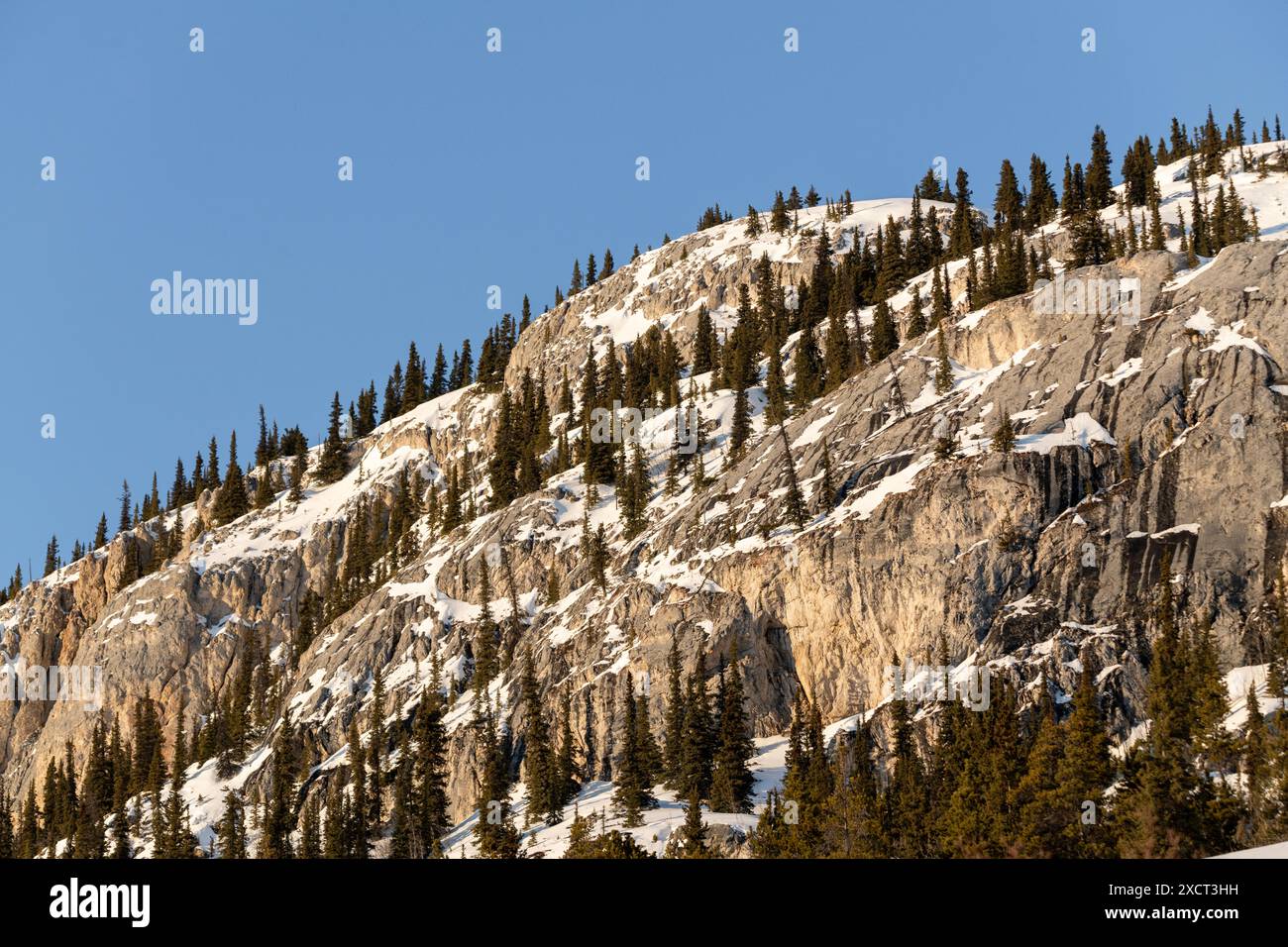 Snow covered mountain in Yukon Territory on blue sky day with spruce ...