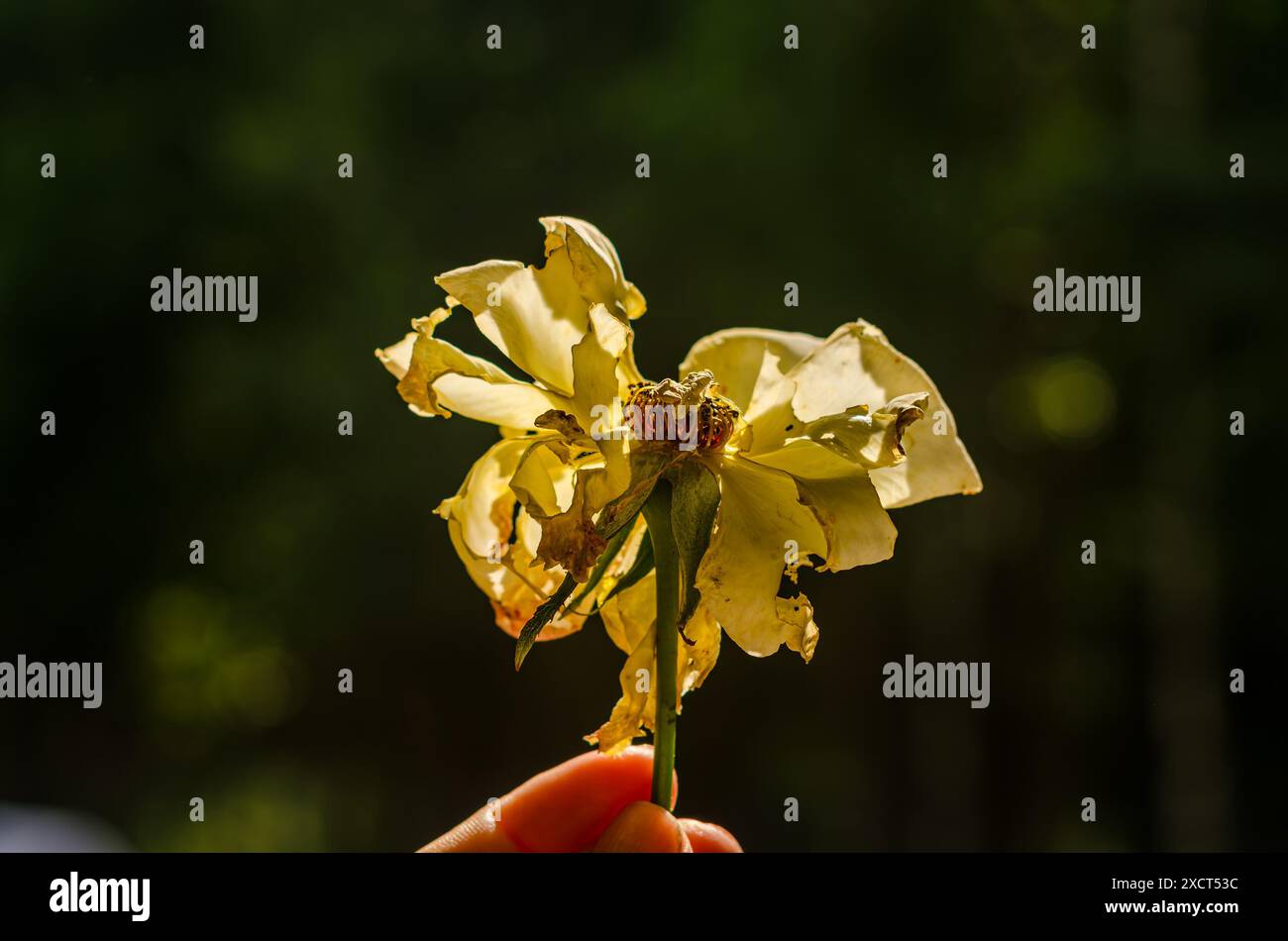 hand holding the wilted yellow rose flower . High quality photo Stock ...