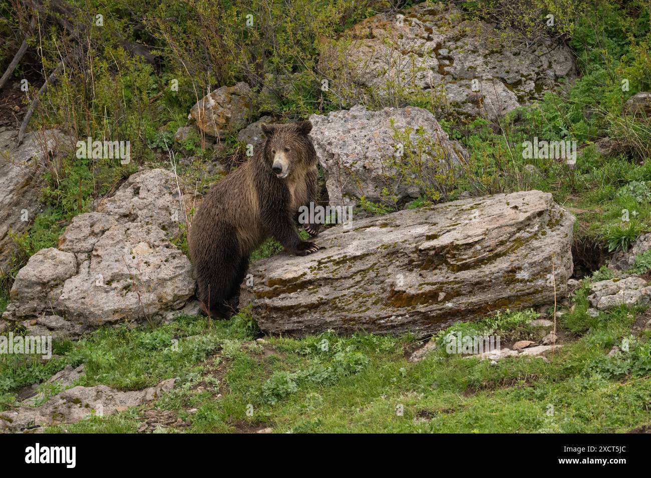 Grizzly bear on boulder in Yellowstone National Park Stock Photo - Alamy