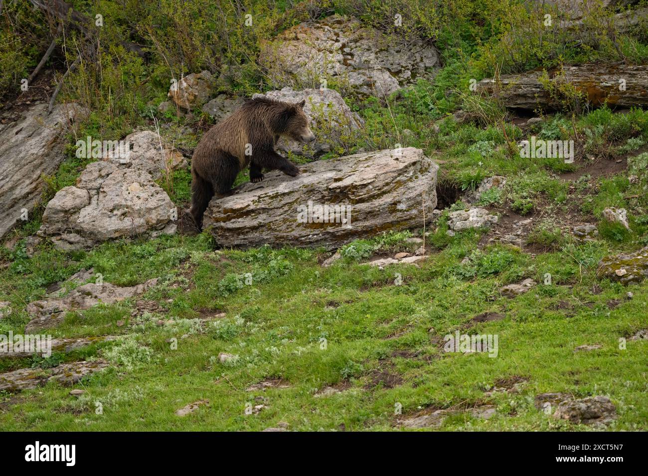 Grizzly bear on boulder in Yellowstone National Park Stock Photo - Alamy