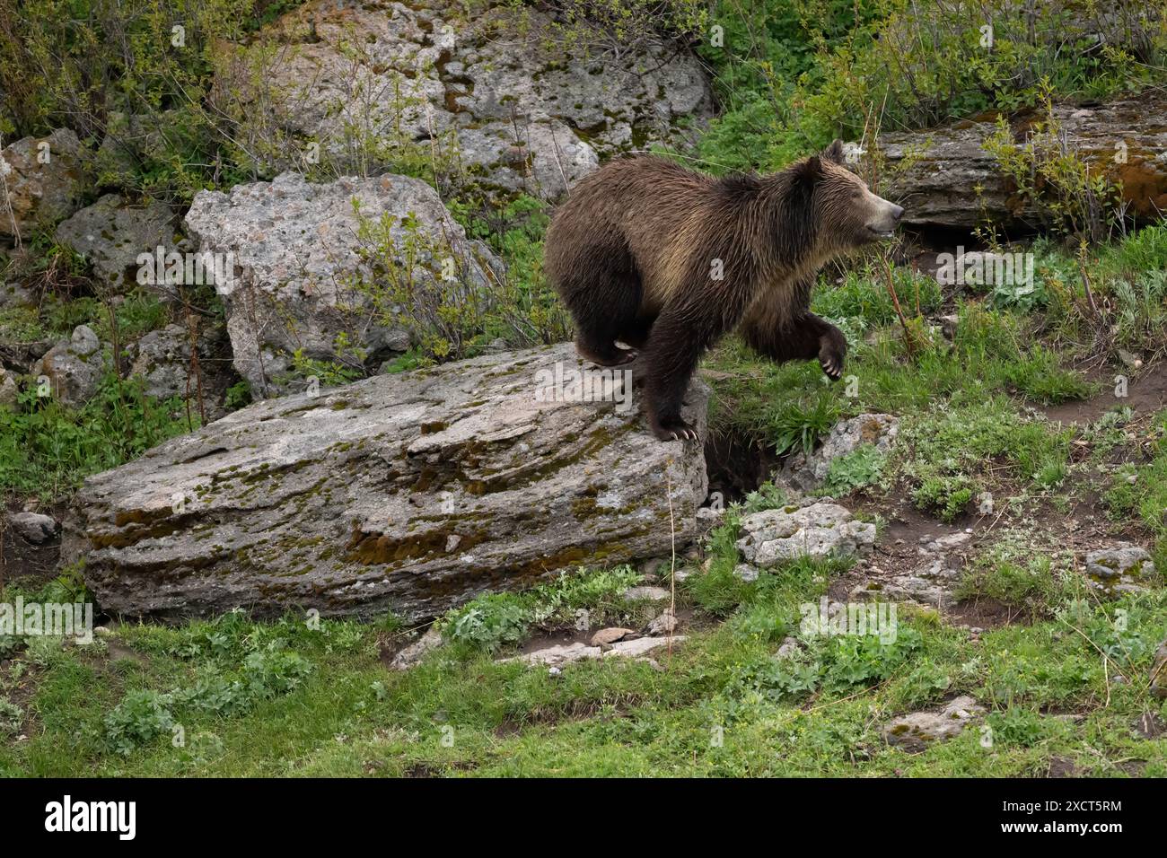 Grizzly bear climbing over a boulder hi-res stock photography and ...