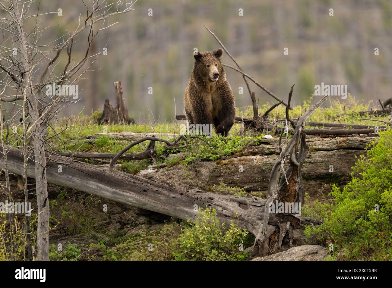 Grizzly bear in Yellowstone National Park Stock Photo - Alamy