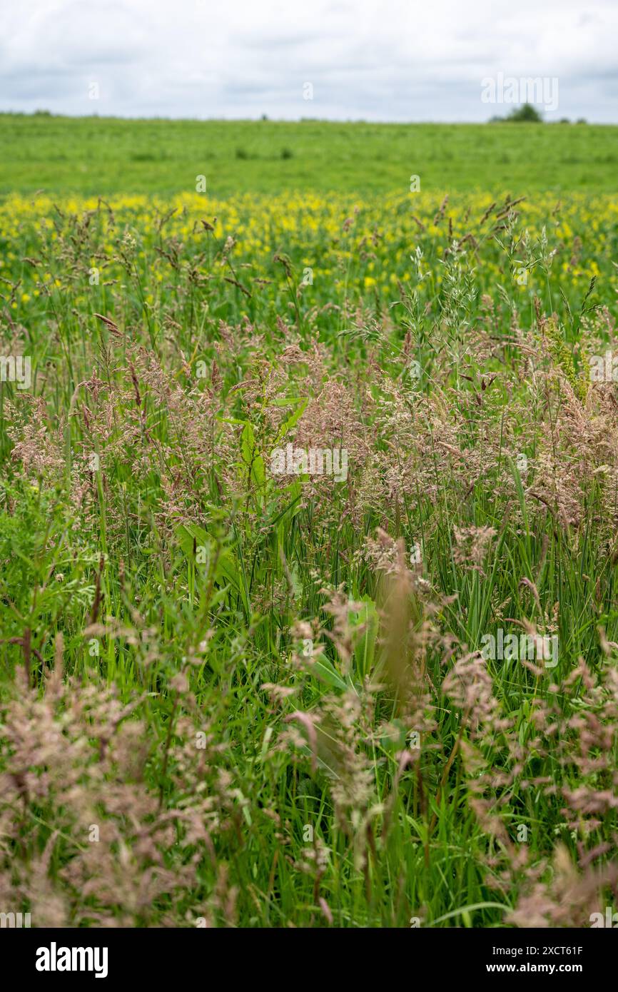 Edge of a field left to grow wild for pollinators and to provide ground ...