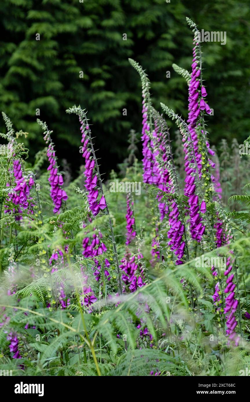 A collection of tall purple Foxglove flowers in the wild in woodland ...