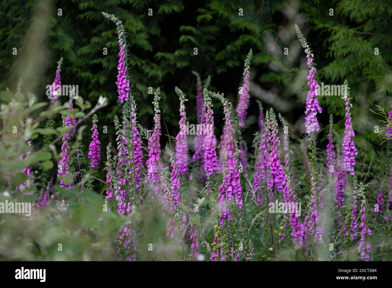 A collection of tall purple Foxglove flowers in the wild in woodland ...