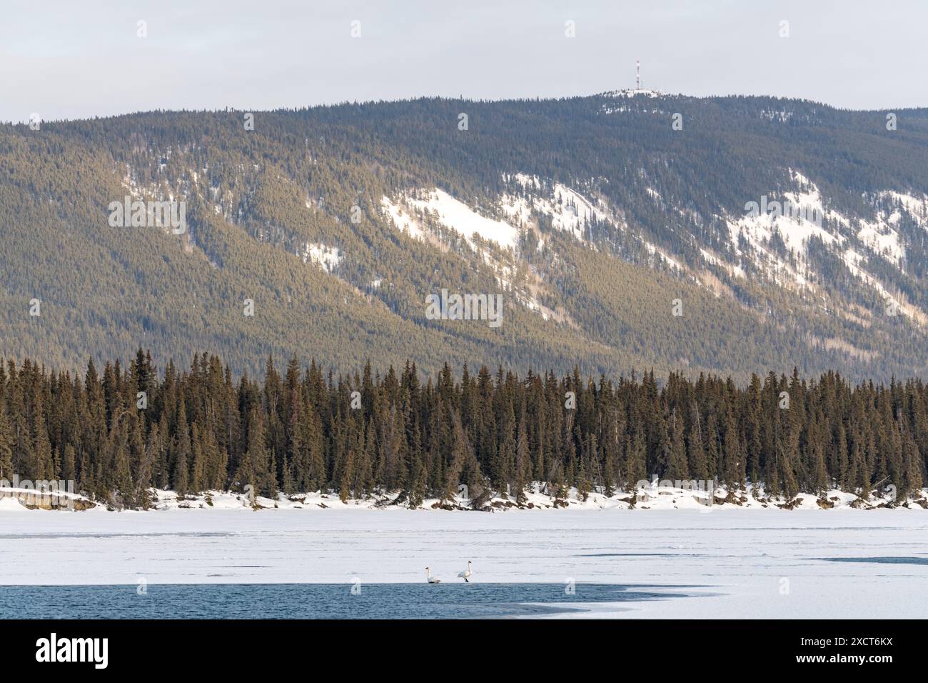 Spring time in the Yukon Territory with migrating swans, snow capped ...
