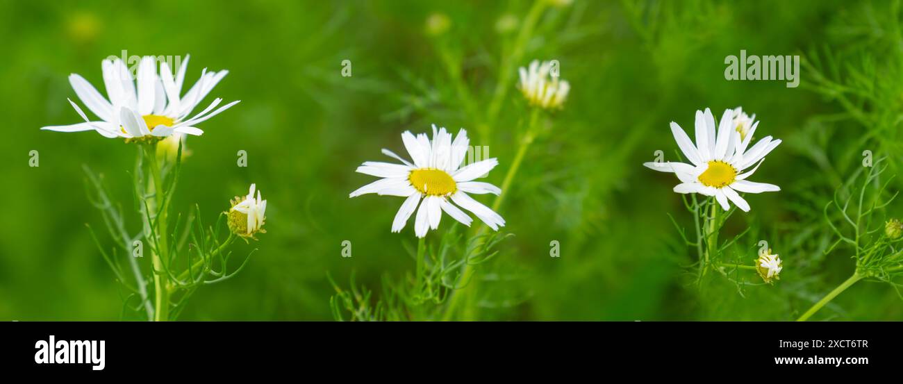 Daisies, Matricaria Chamomilla in meadow, beautiful summer landscape ...