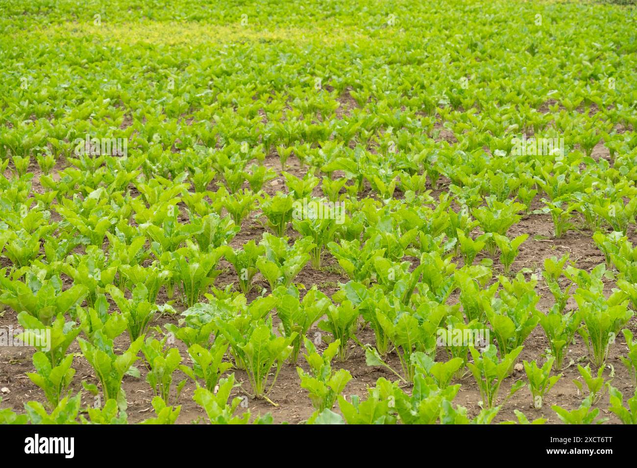 picturesque landscape sugar beet fields stretching towards horizon ...