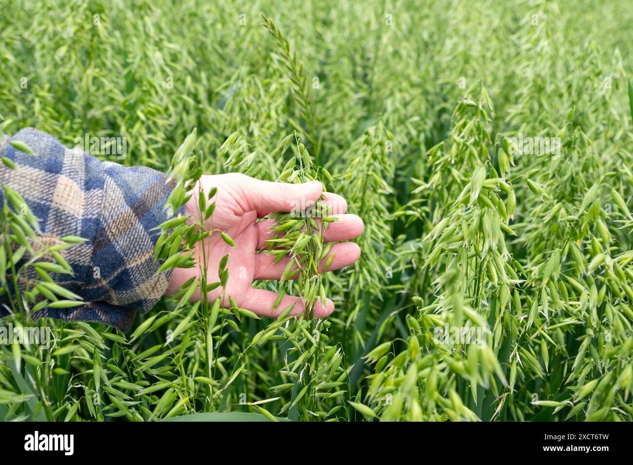 happy farmer checking quality grain harvest, green oat plants ...