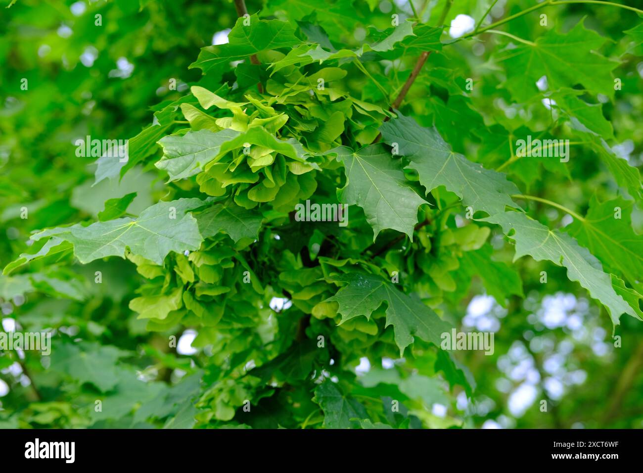 Acer platanoides young leaves hi-res stock photography and images - Alamy