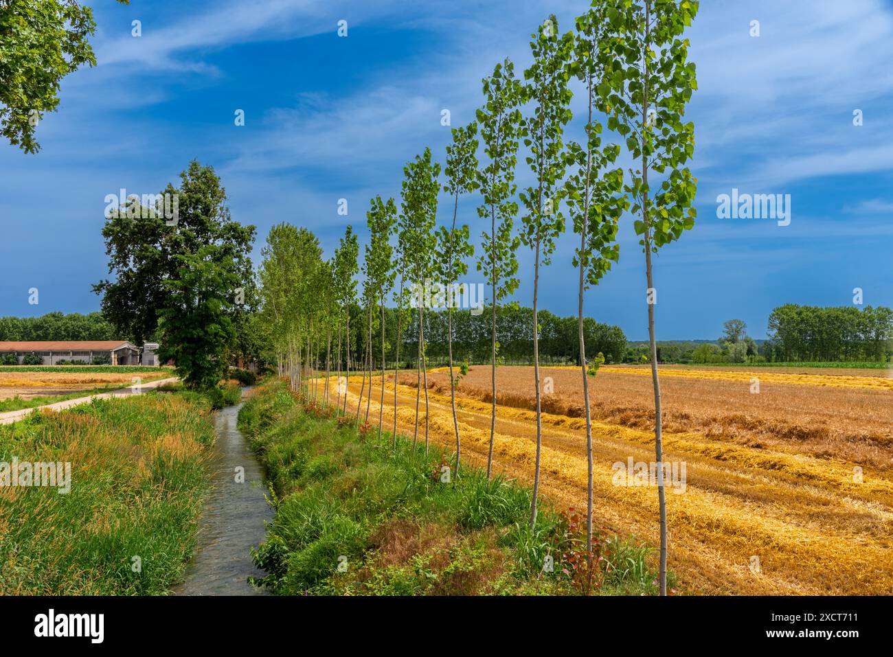 Landscape with row of young poplars on edge of stream flowing between ...