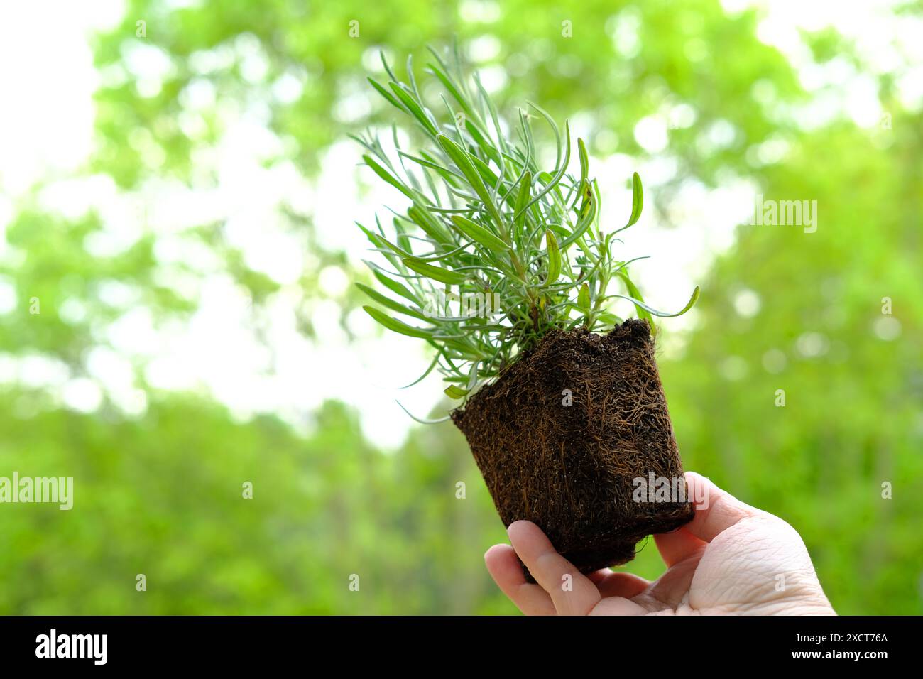 close-up of female hands transplant seedlings, young lavender plants ...