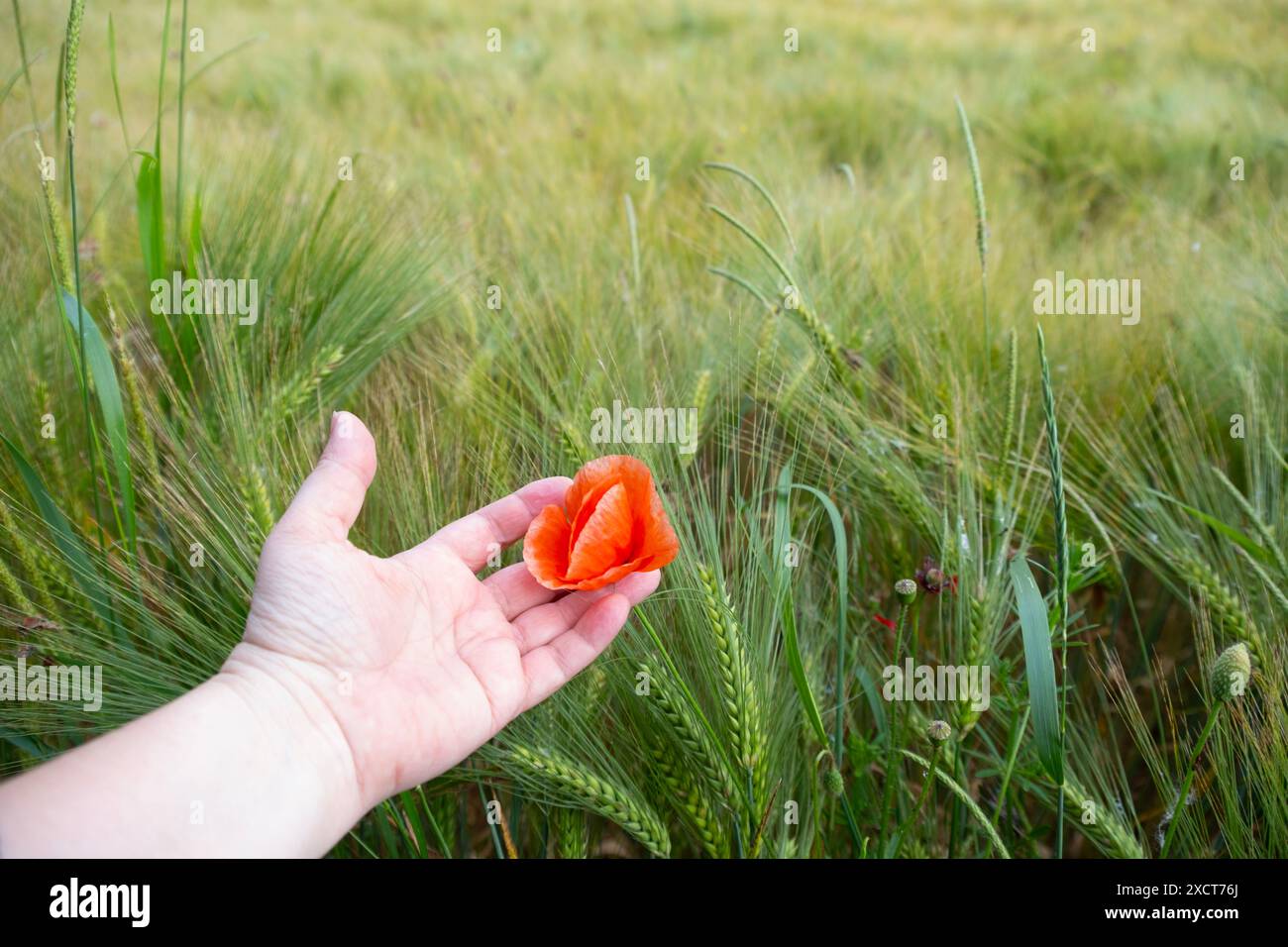 female hand touches inflorescences red poppies wildflower in rye field ...