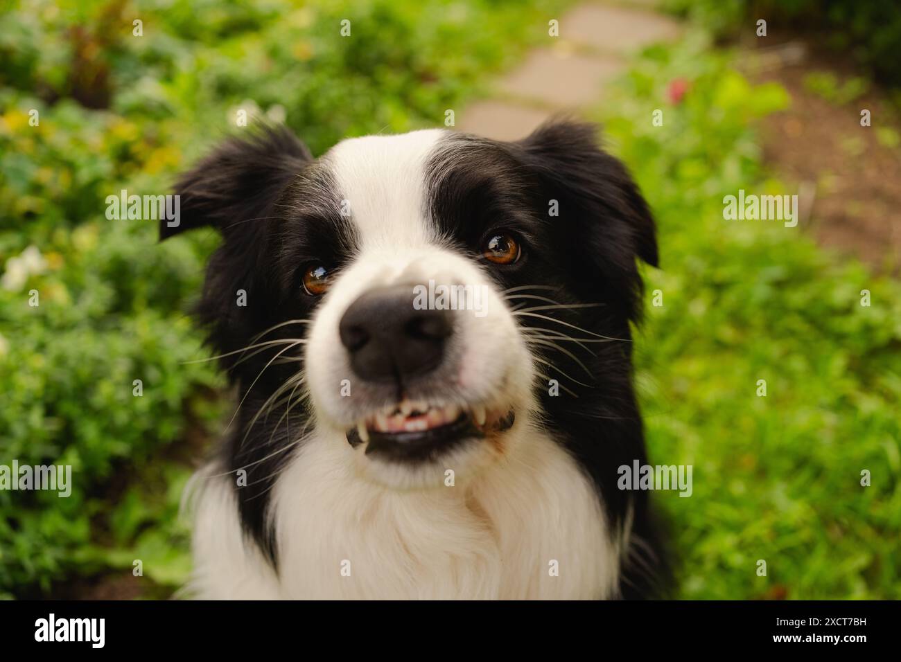 Dangerous angry dog. Aggressive puppy dog border collie baring teeth ...