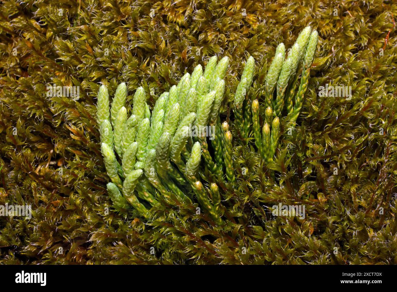 Indicator of alpine tundra and boreal climates hi-res stock photography ...