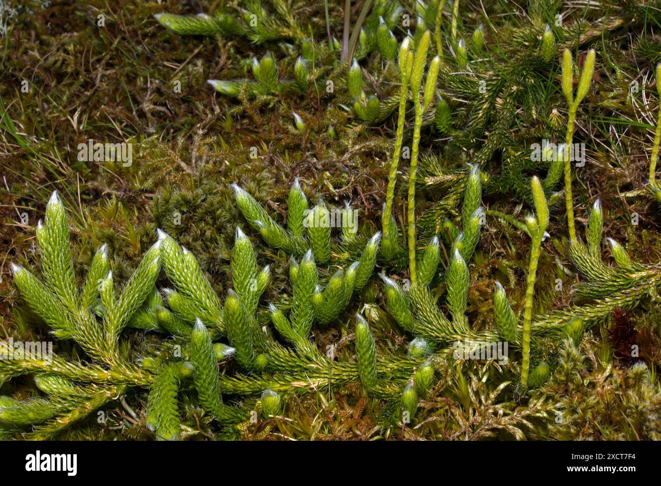 Clubmoss of coniferous forests and mountains hi-res stock photography and images - Alamy