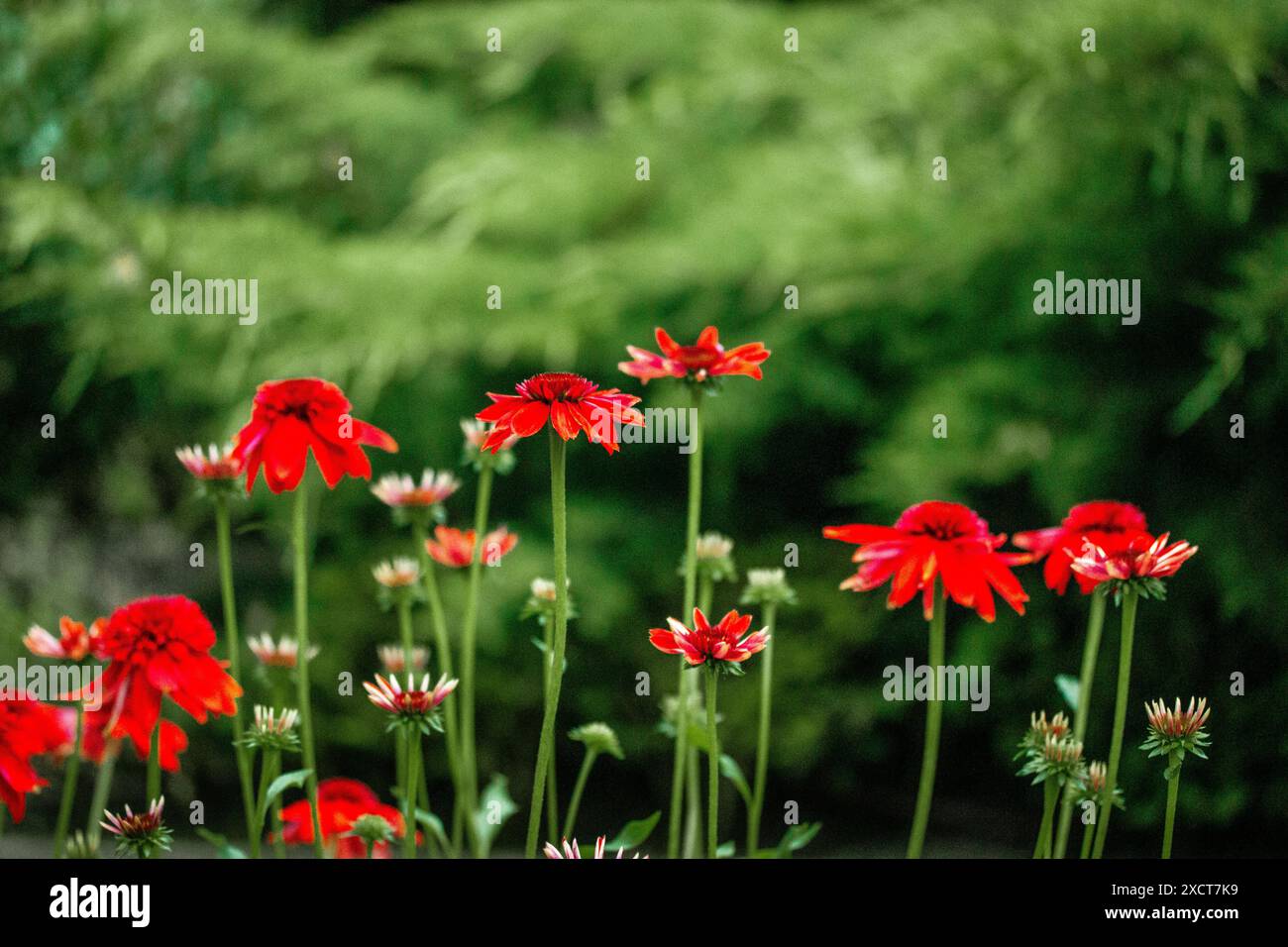 Echinacea purpurea Eccentric red bright flower buds among green leaves ...