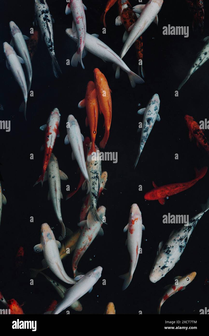 Fish showcasing vibrant scales hi-res stock photography and images - Alamy