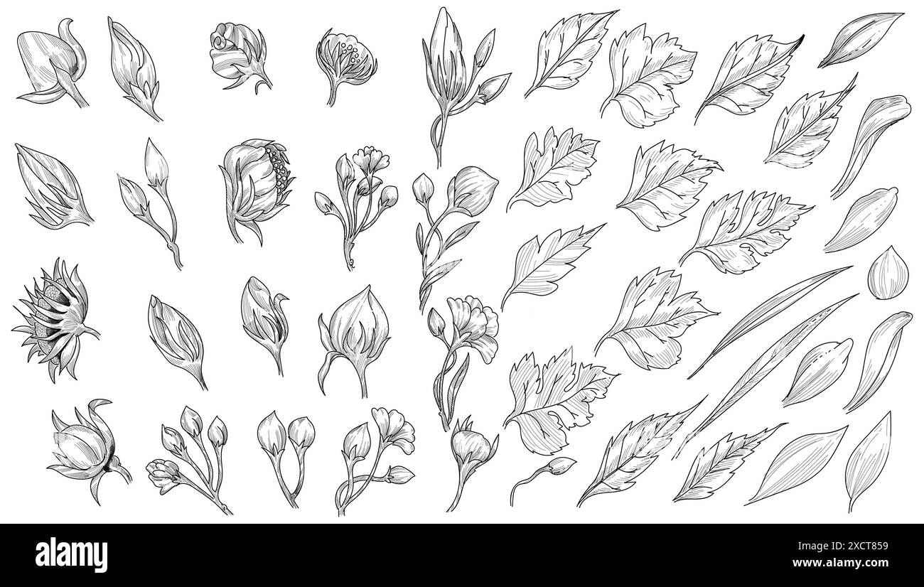 Beautiful leaf sketch set design Stock Vector Image & Art - Alamy