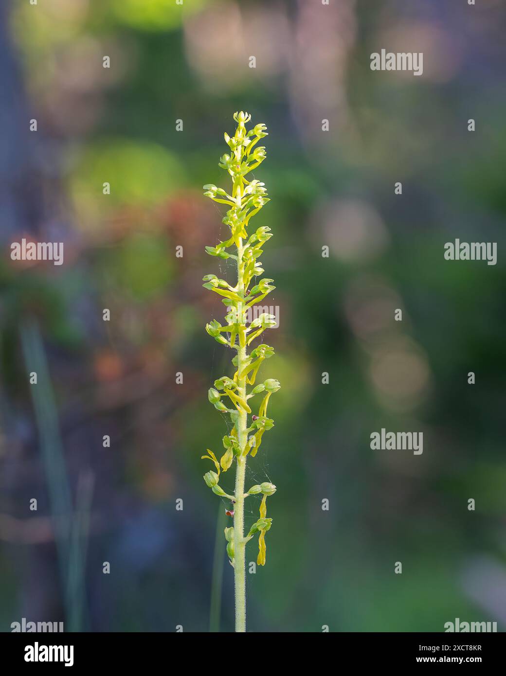 Common twayblade, Neottia ovata, in flower on chalk grassland. Close up ...