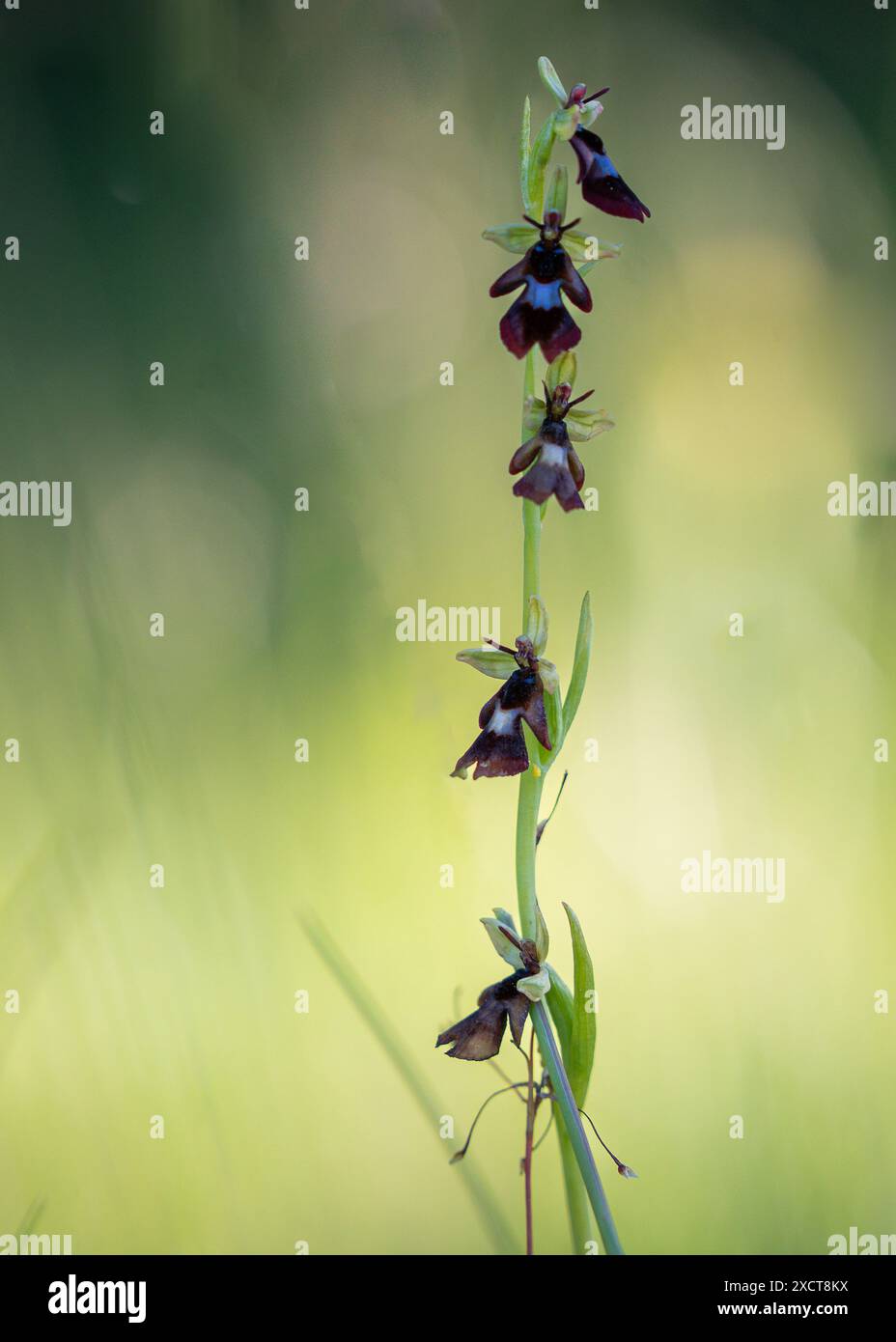 Fly Orchid closeup. Fly Orchid, Ophrys insectifera.Flowering European ...
