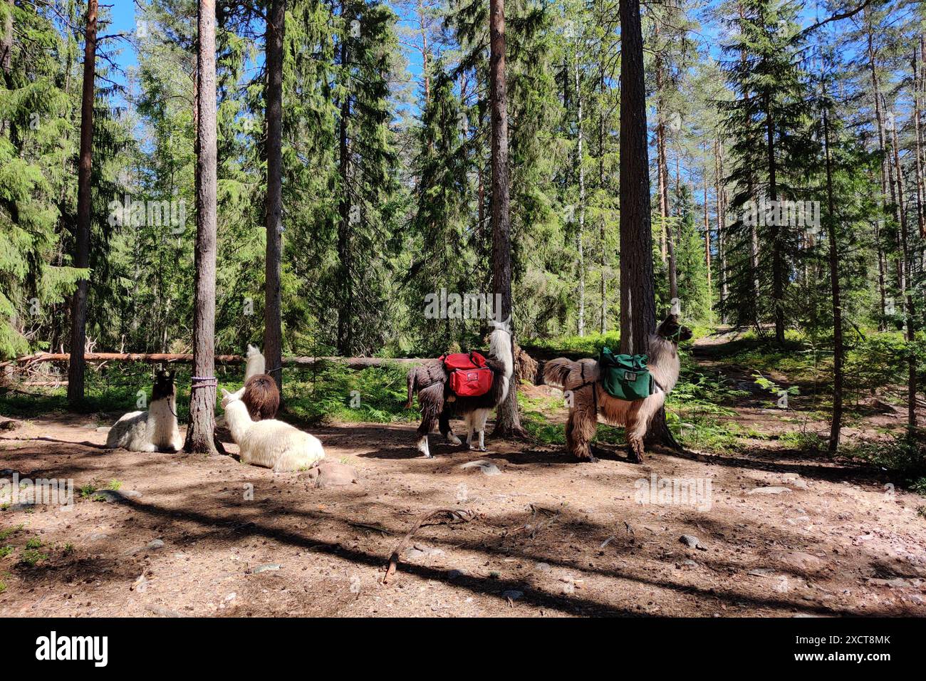 Hiking in the forest with pack animals llama in Nuuksio Finnish ...