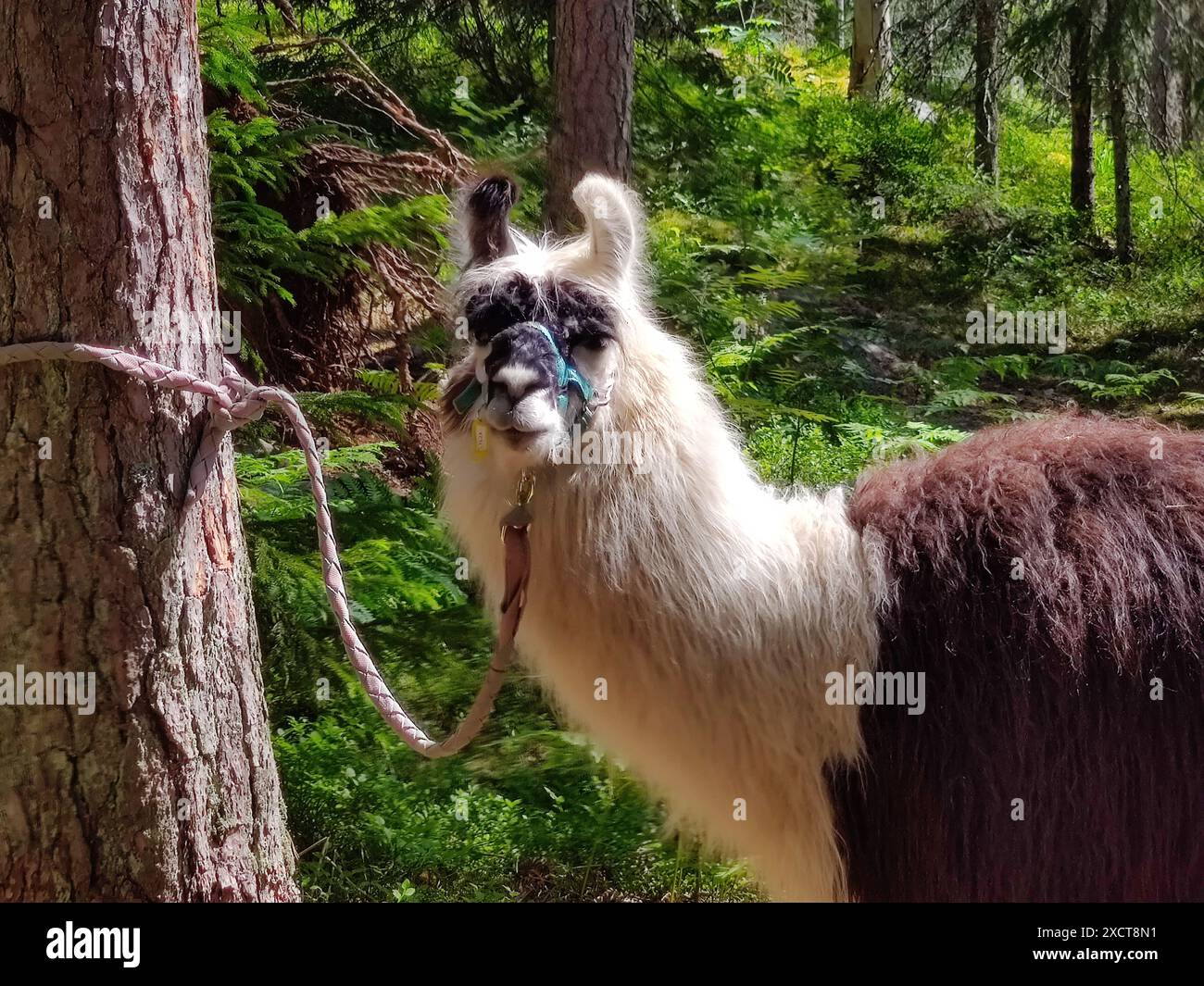 Hiking in the forest with pack animals llama in Nuuksio Finnish ...