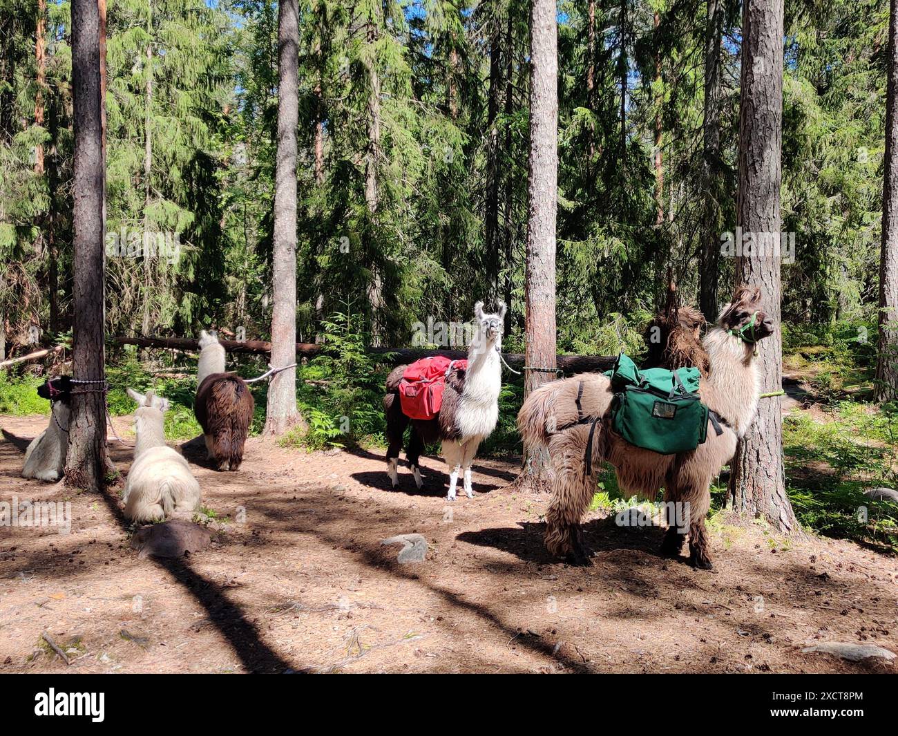 Hiking in the forest with pack animals llama in Nuuksio Finnish ...