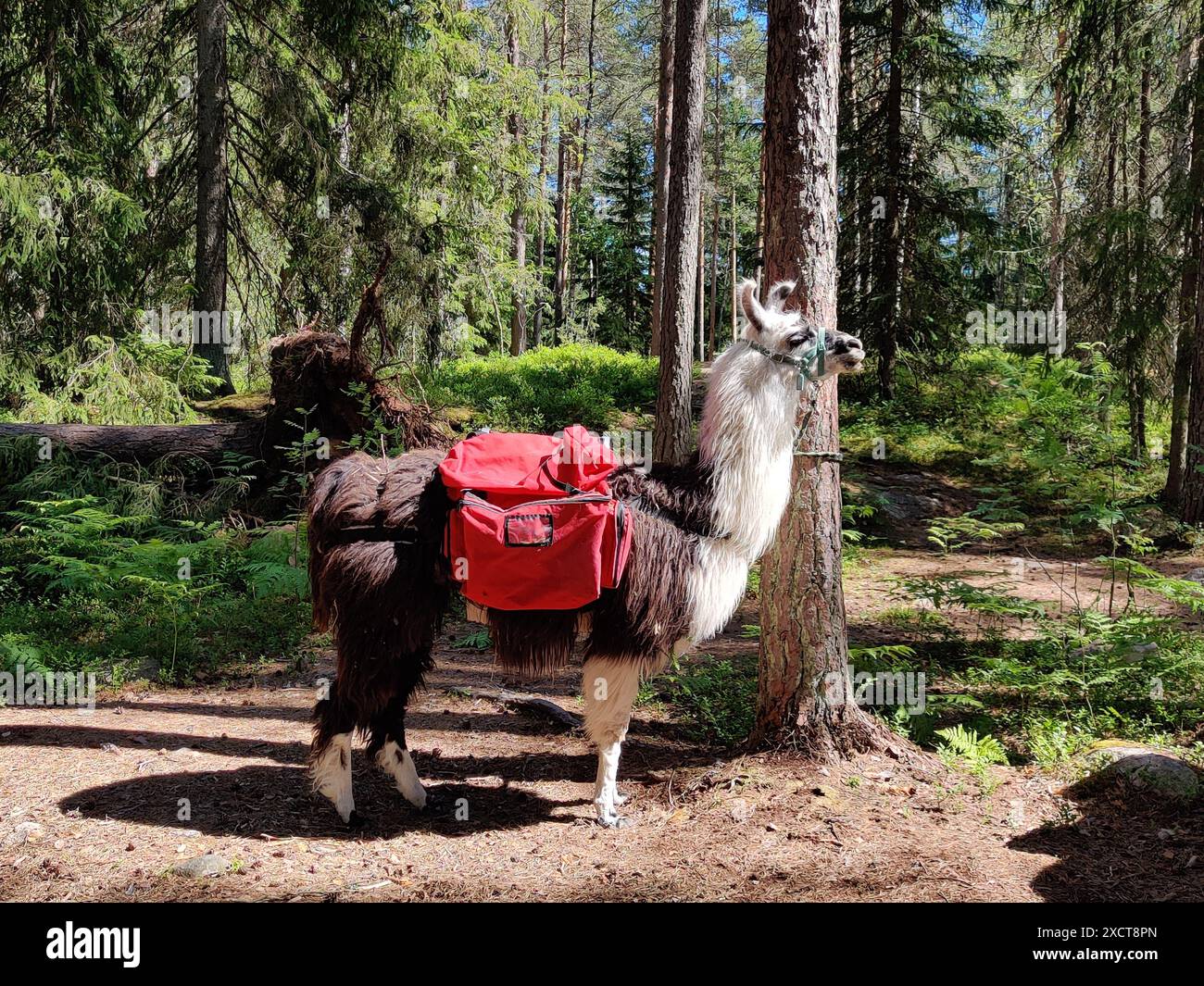 Hiking in the forest with pack animals llama in Nuuksio Finnish ...