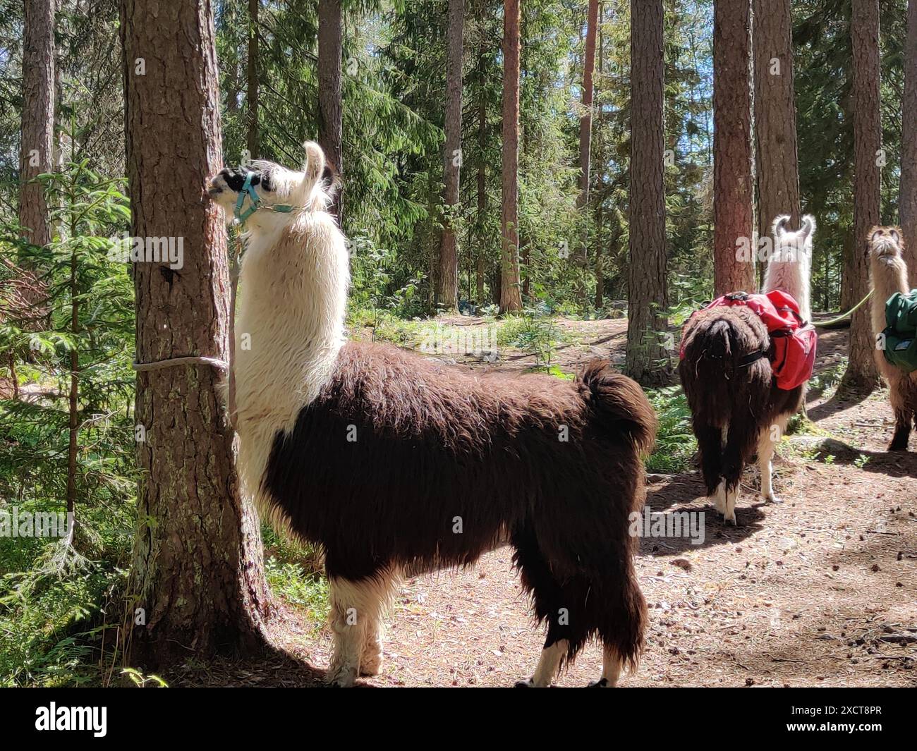 Hiking in the forest with pack animals llama in Nuuksio Finnish ...