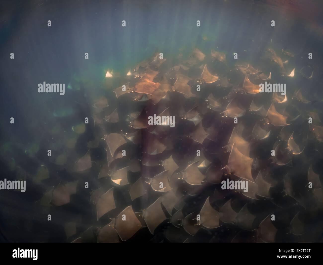 A large aggregation of Munk's Devil Rays aka Mobula Rays (Mobula ...