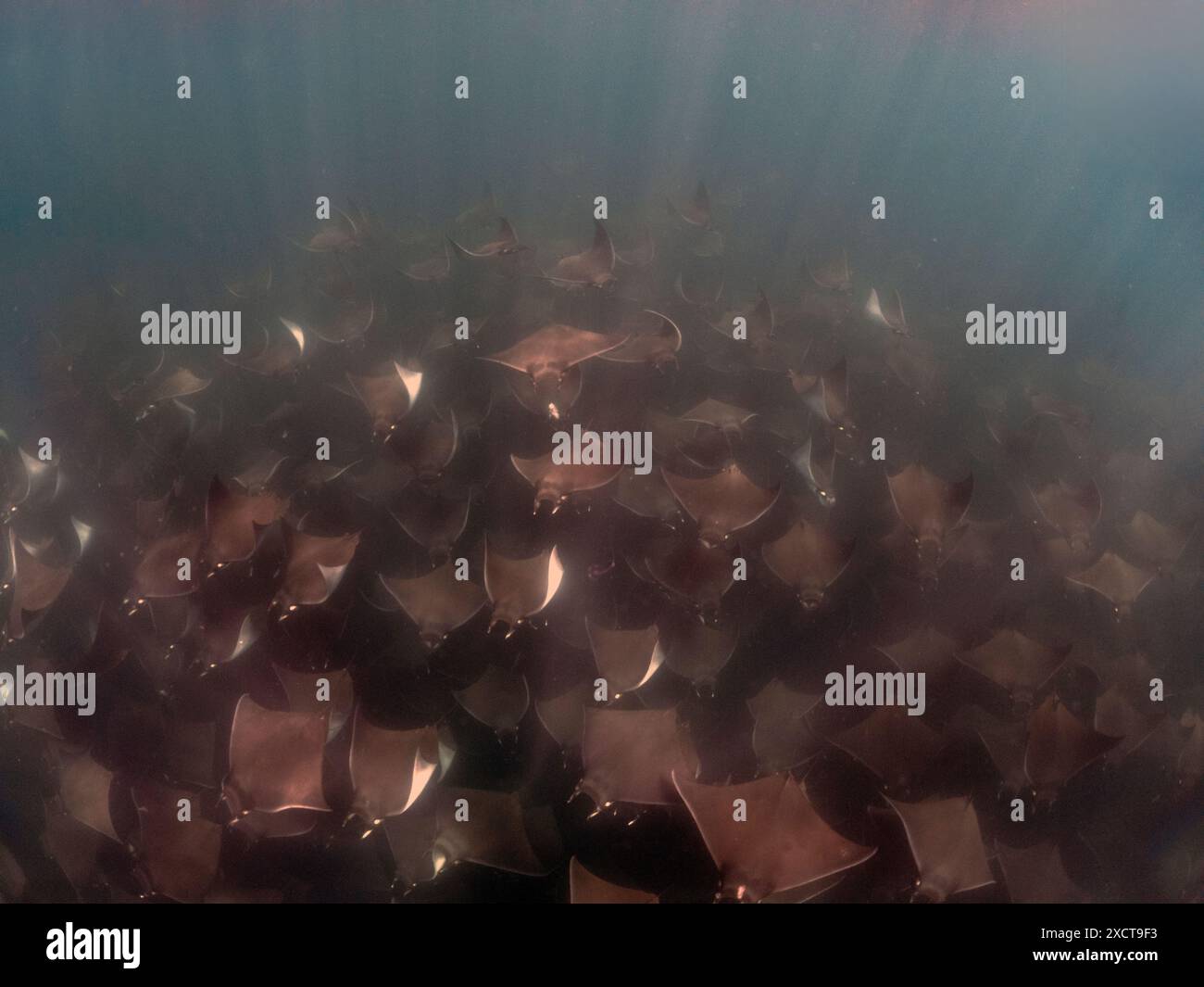 A large aggregation of Munk's Devil Rays aka Mobula Rays (Mobula ...