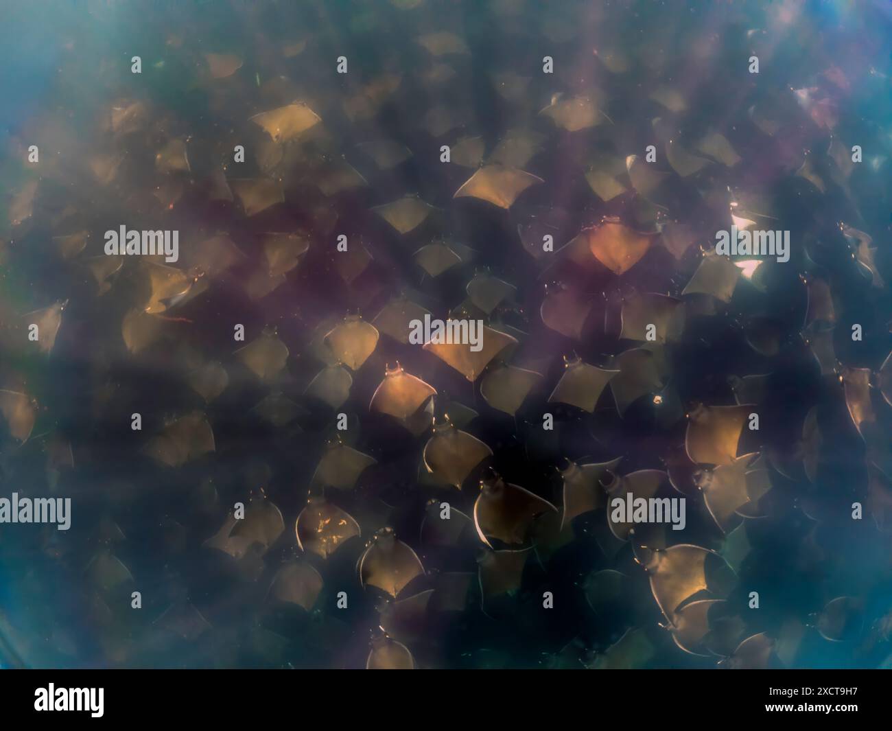 A large aggregation of Munk's Devil Rays aka Mobula Rays (Mobula ...