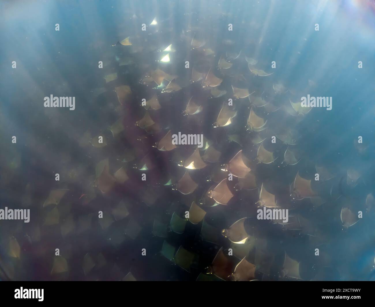 A large aggregation of Munk's Devil Rays aka Mobula Rays (Mobula ...