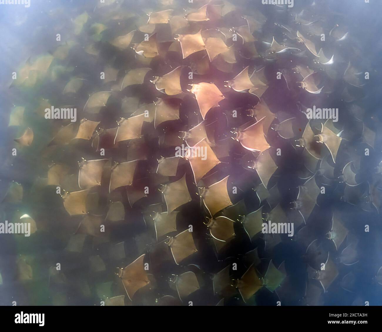 A large aggregation of Munk's Devil Rays aka Mobula Rays (Mobula ...