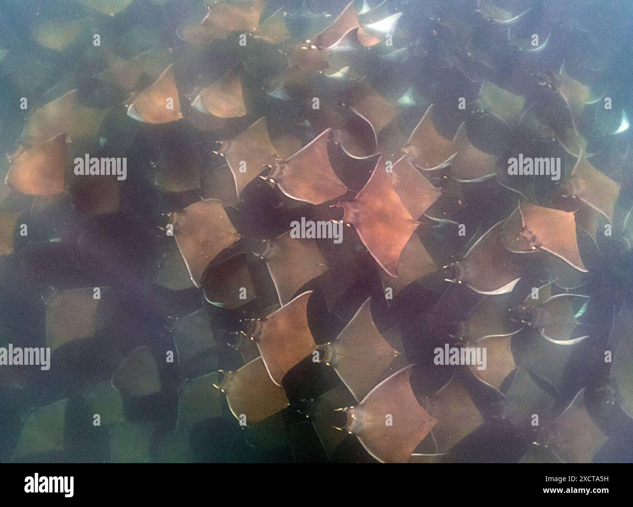 A large aggregation of Munk's Devil Rays aka Mobula Rays (Mobula ...