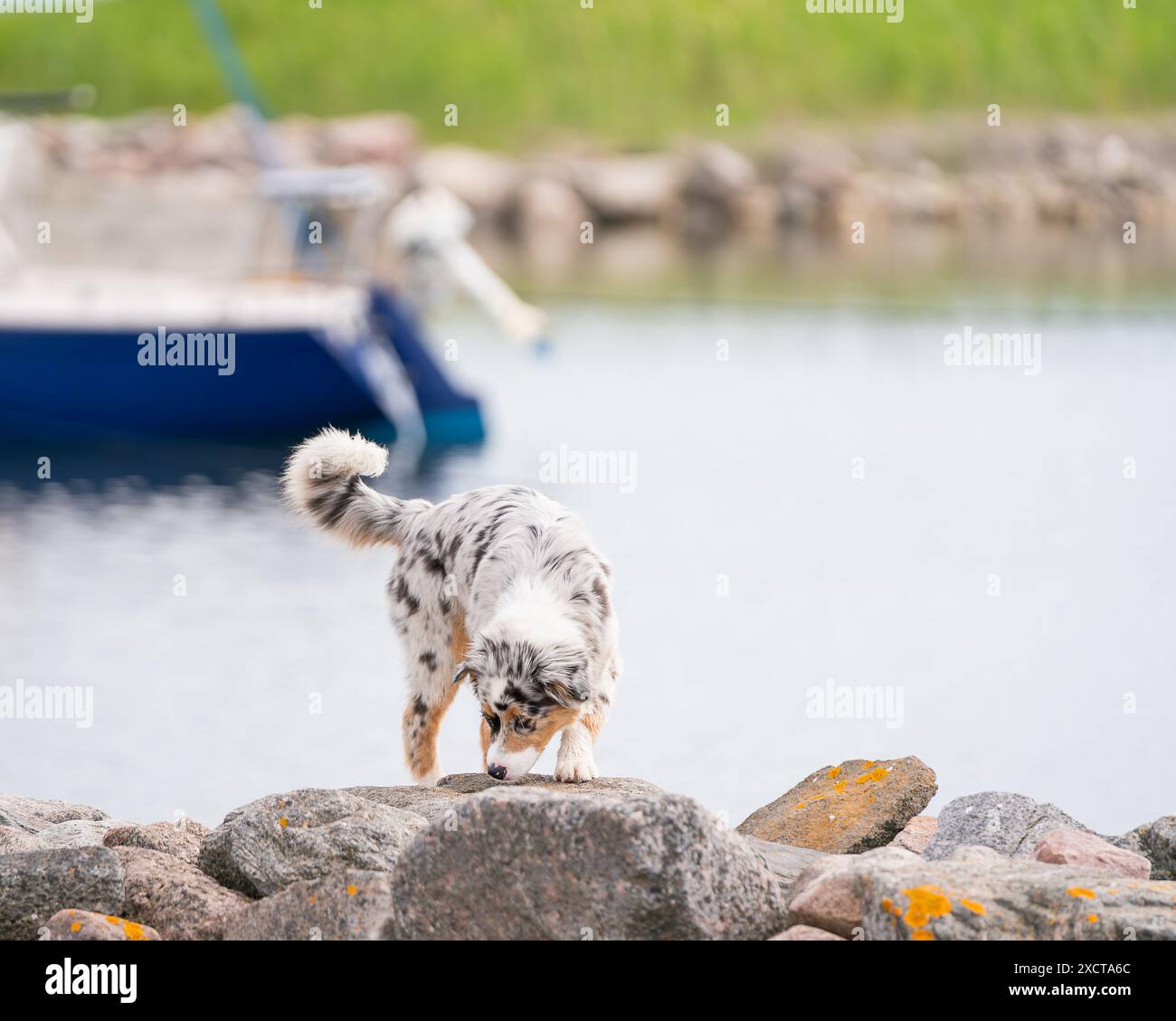 Playful blue merle Australian shepherd dog in summer. Happy aussie puppy running on the harbor ...