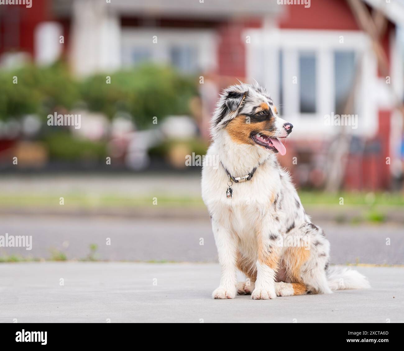Portrait of blue merle Australian shepherd dog in summer. Aussie puppy sitting at the small ...
