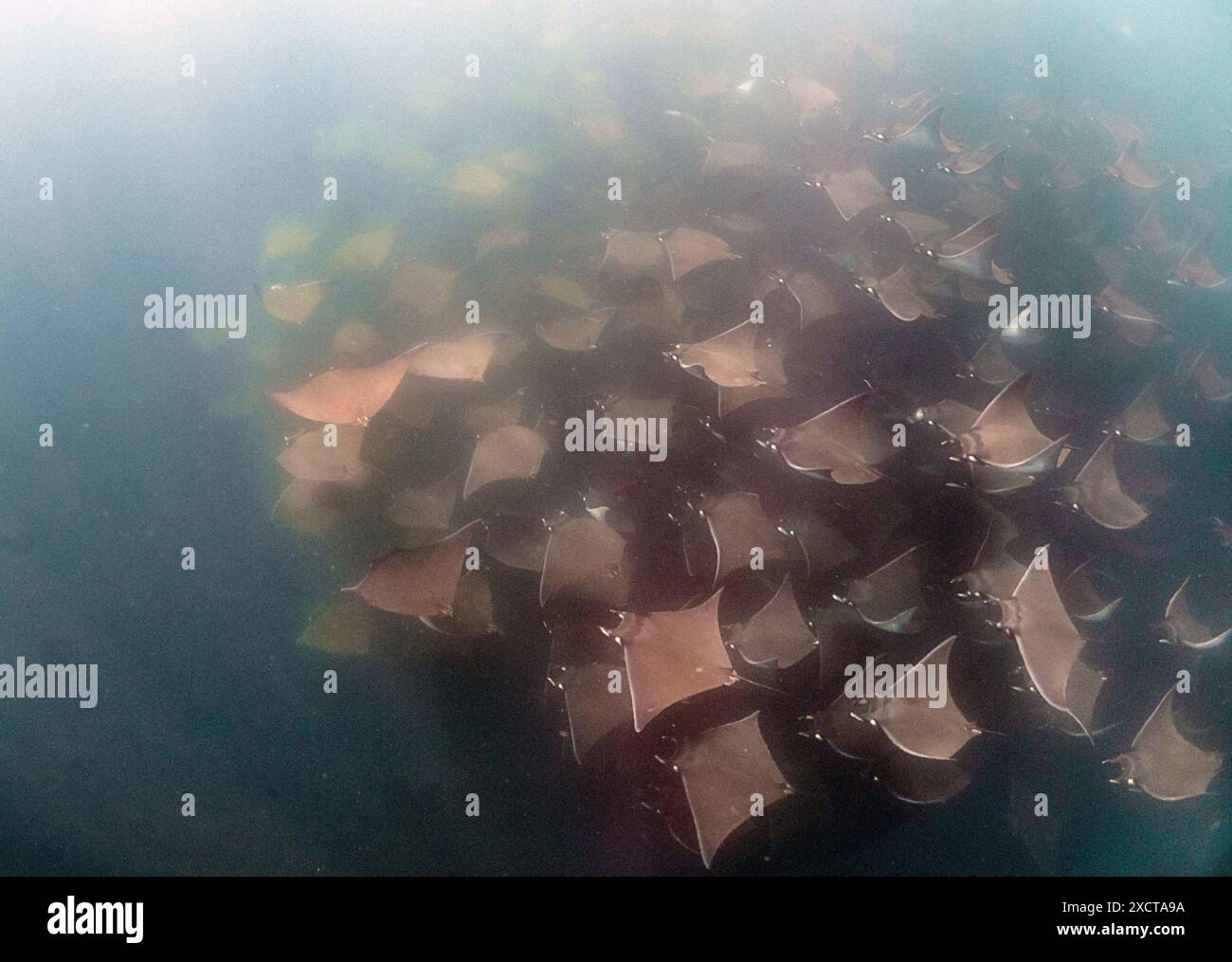 A large aggregation of Munk's Devil Rays aka Mobula Rays (Mobula ...