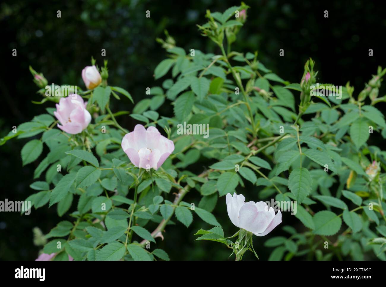 Rose southampton hi-res stock photography and images - Alamy