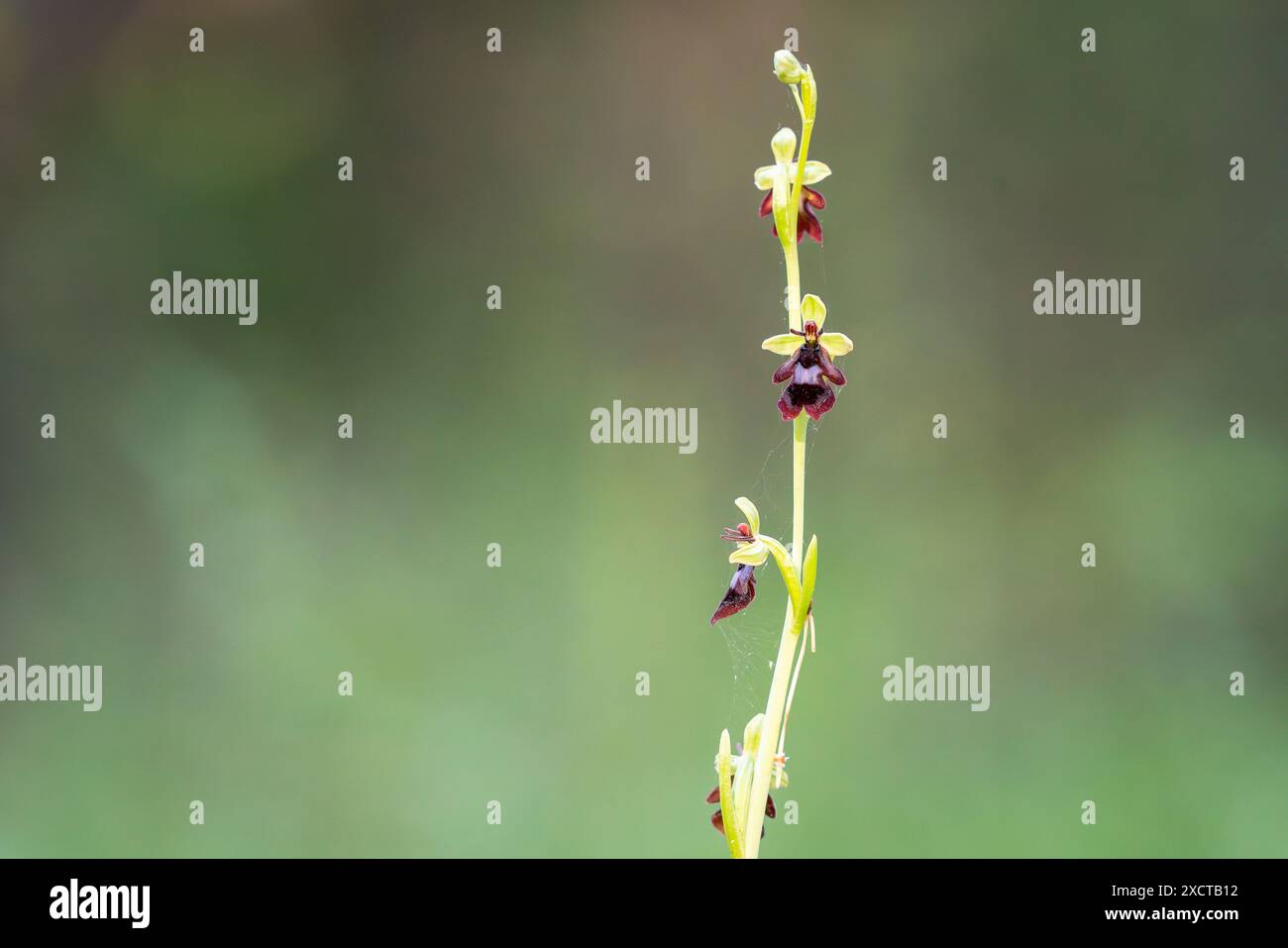 Fly Orchid closeup. Fly Orchid, Ophrys insectifera.Flowering European ...