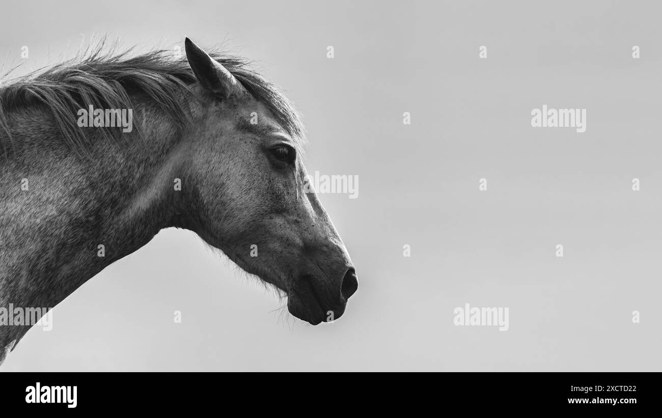 Meditative horse Black and White Stock Photos & Images - Alamy