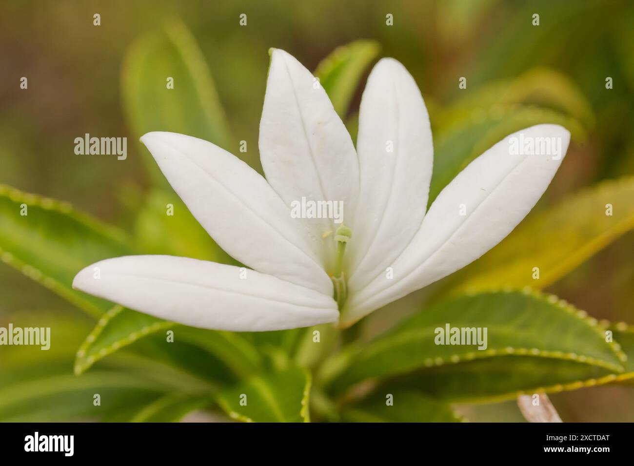 FRENCH POLYNESIA. RAIATEA ISLAND Stock Photo - Alamy
