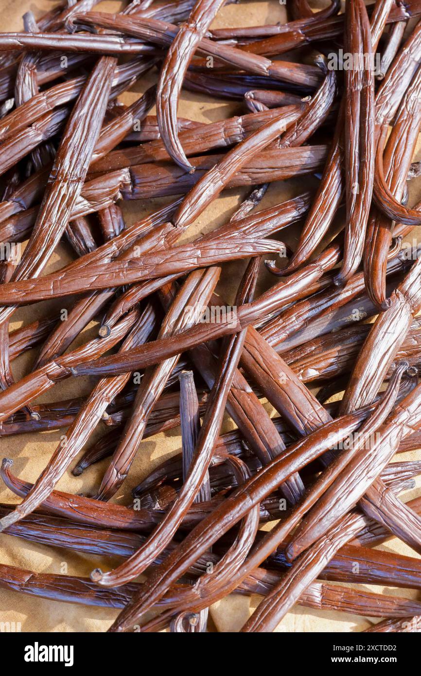 FRENCH POLYNESIA. TAHAA ISLAND. CLOSE-UP OF VANILLA PODS Stock Photo ...