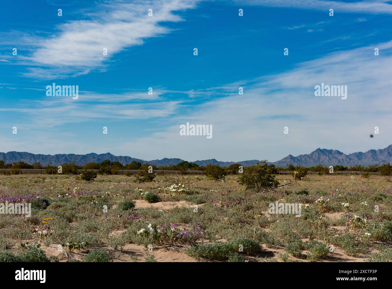 American desert tree hi-res stock photography and images - Alamy