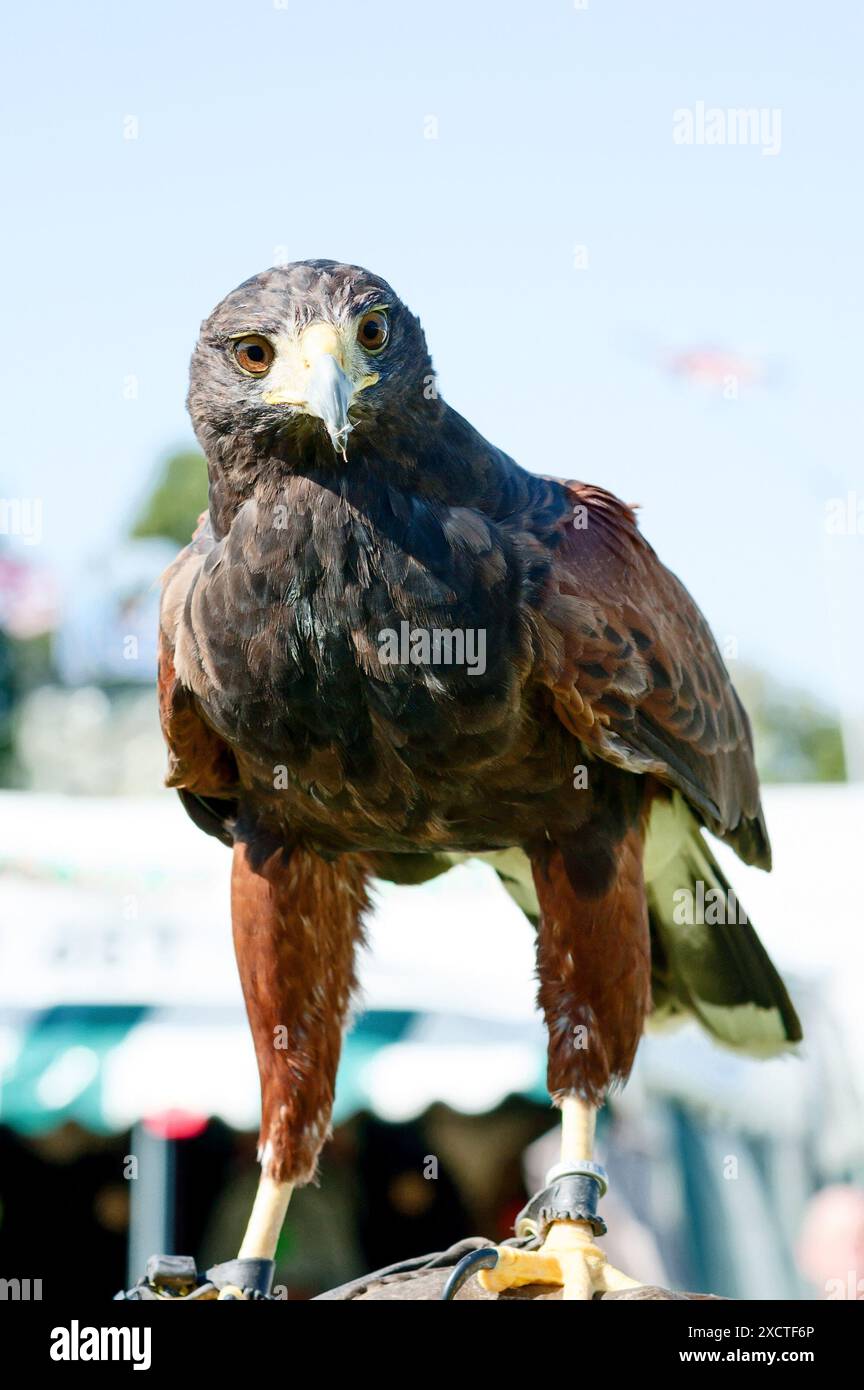 A hawk stares into the camera at an outdoor country show in Yorkshire ...